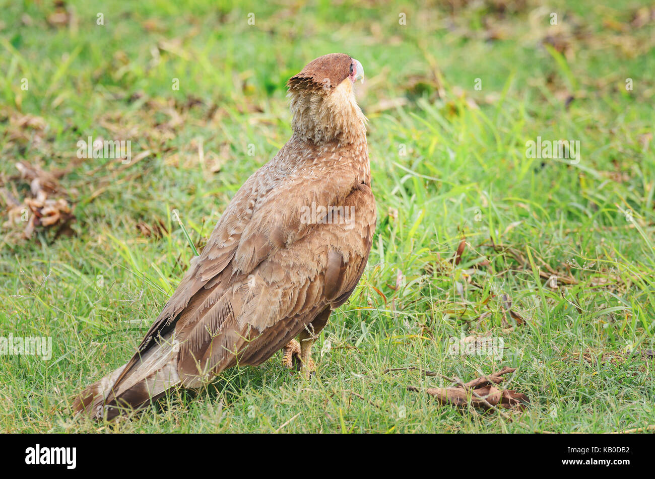 Carcará bird hi-res stock photography and images - Alamy