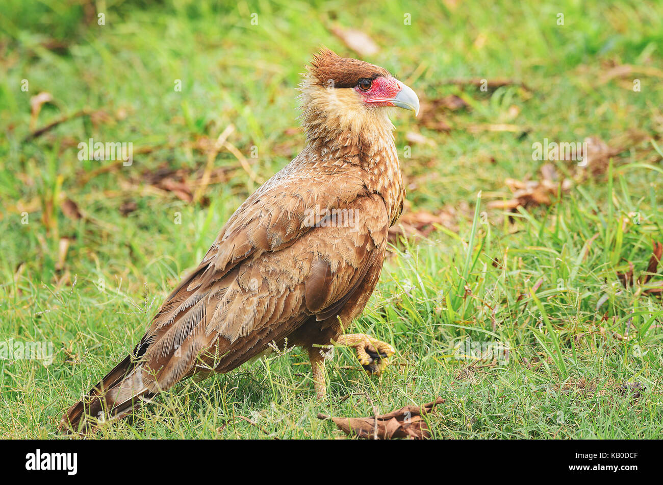 Carcará bird hi-res stock photography and images - Alamy