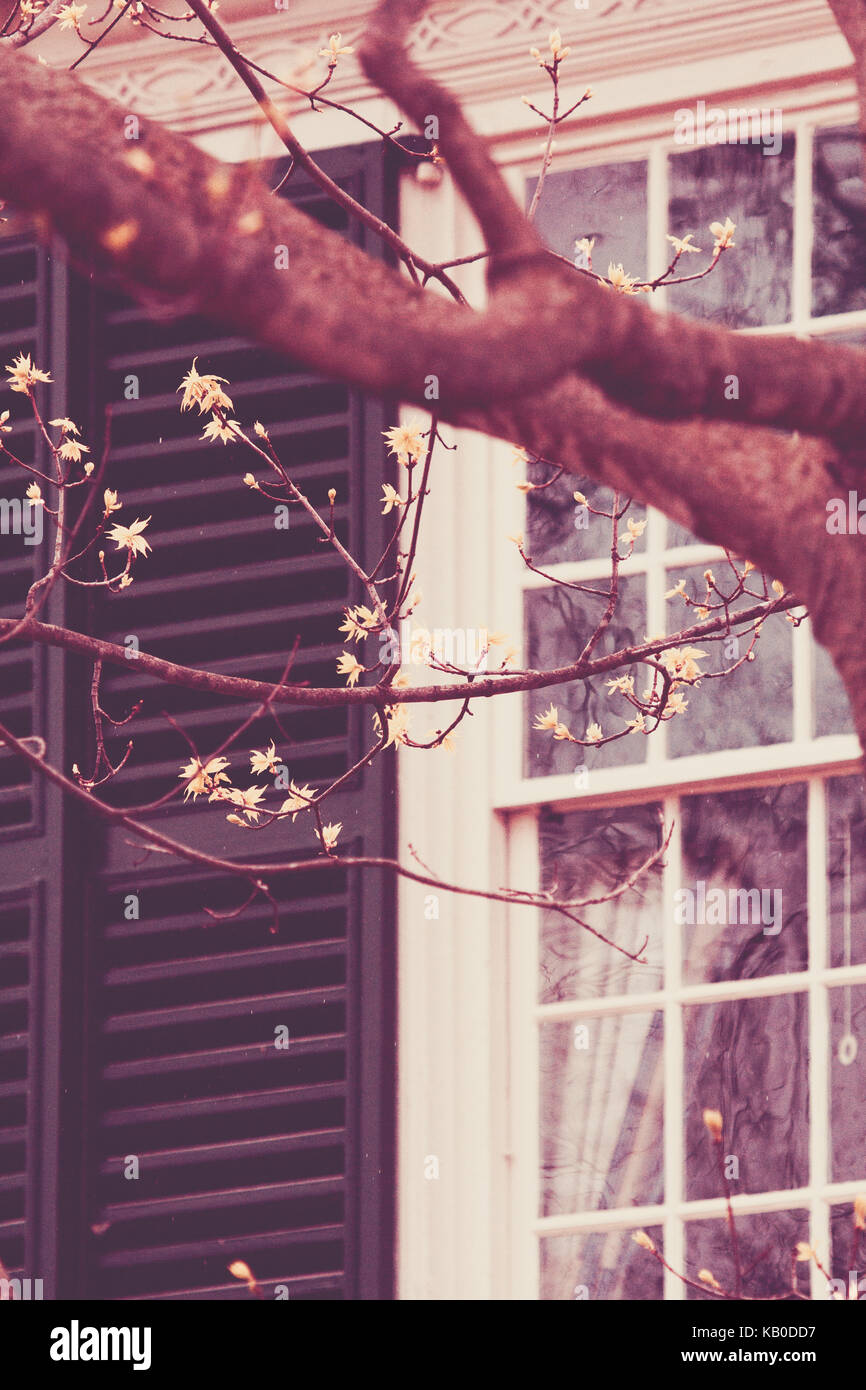 An old window is seen past budding spring trees Stock Photo - Alamy