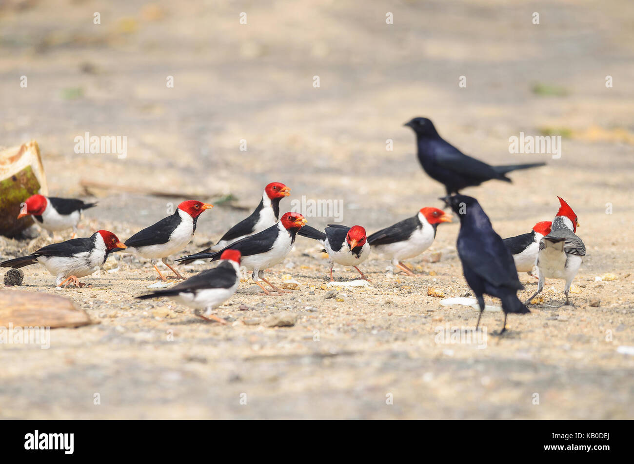 Group of Cavalaria birds also known as Cardeal do Pantanal and some ...