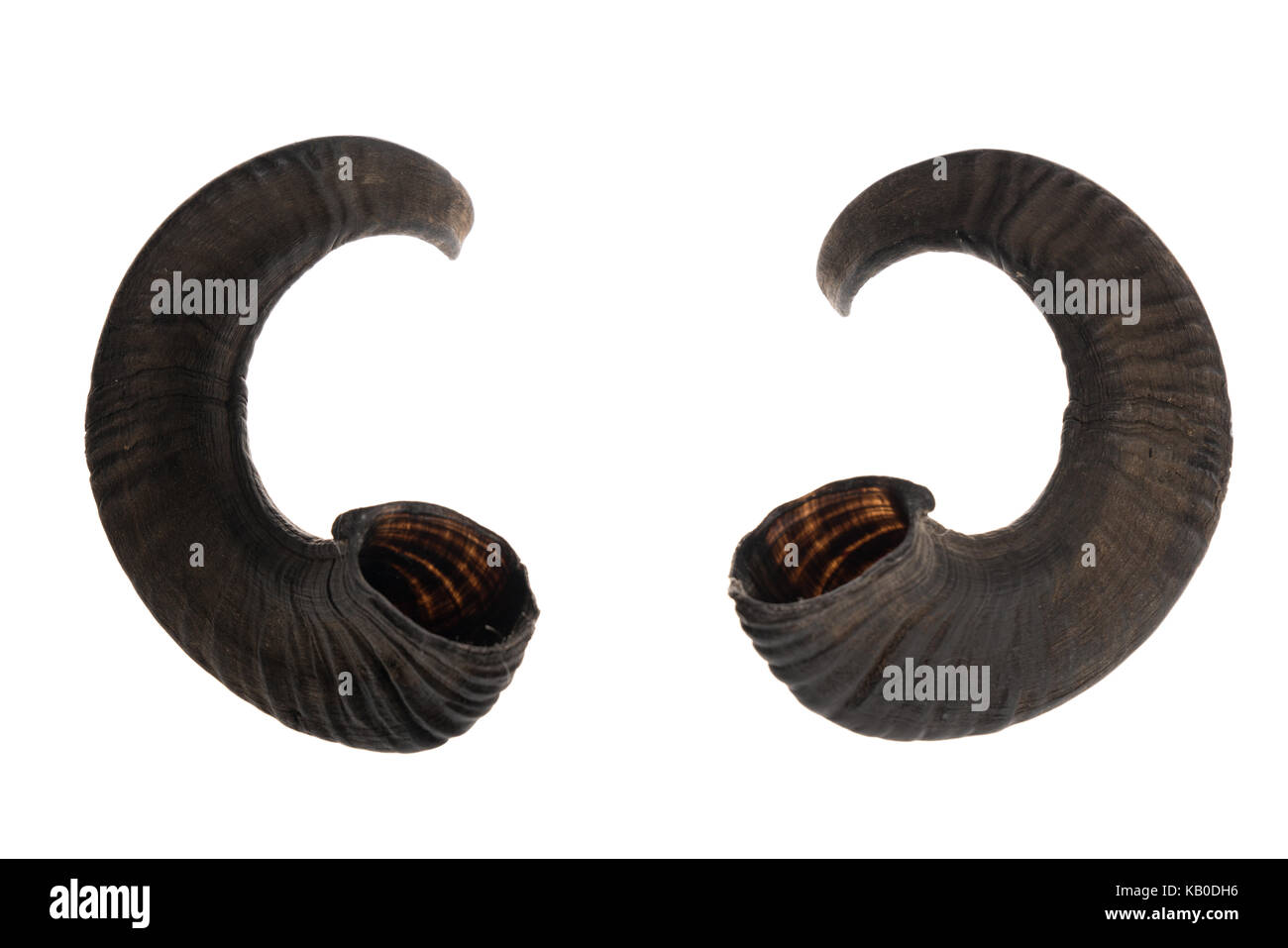 Studio shot of ram horns, isolated on white background Stock Photo - Alamy