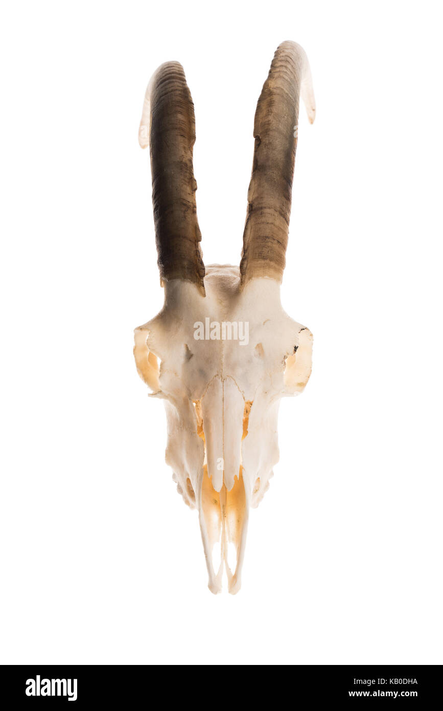 Goat Skull Front
