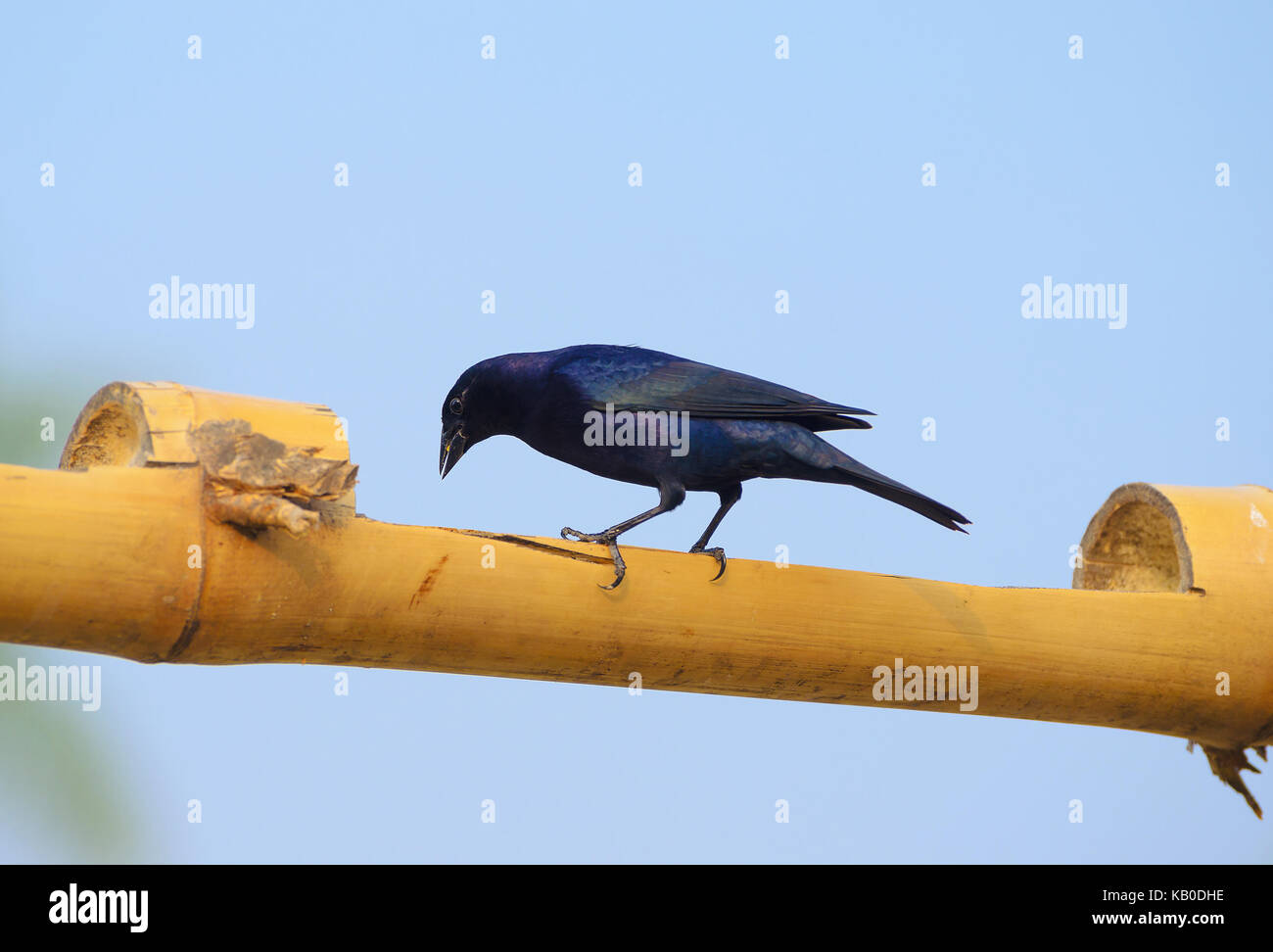 Azulao bird hi-res stock photography and images - Alamy