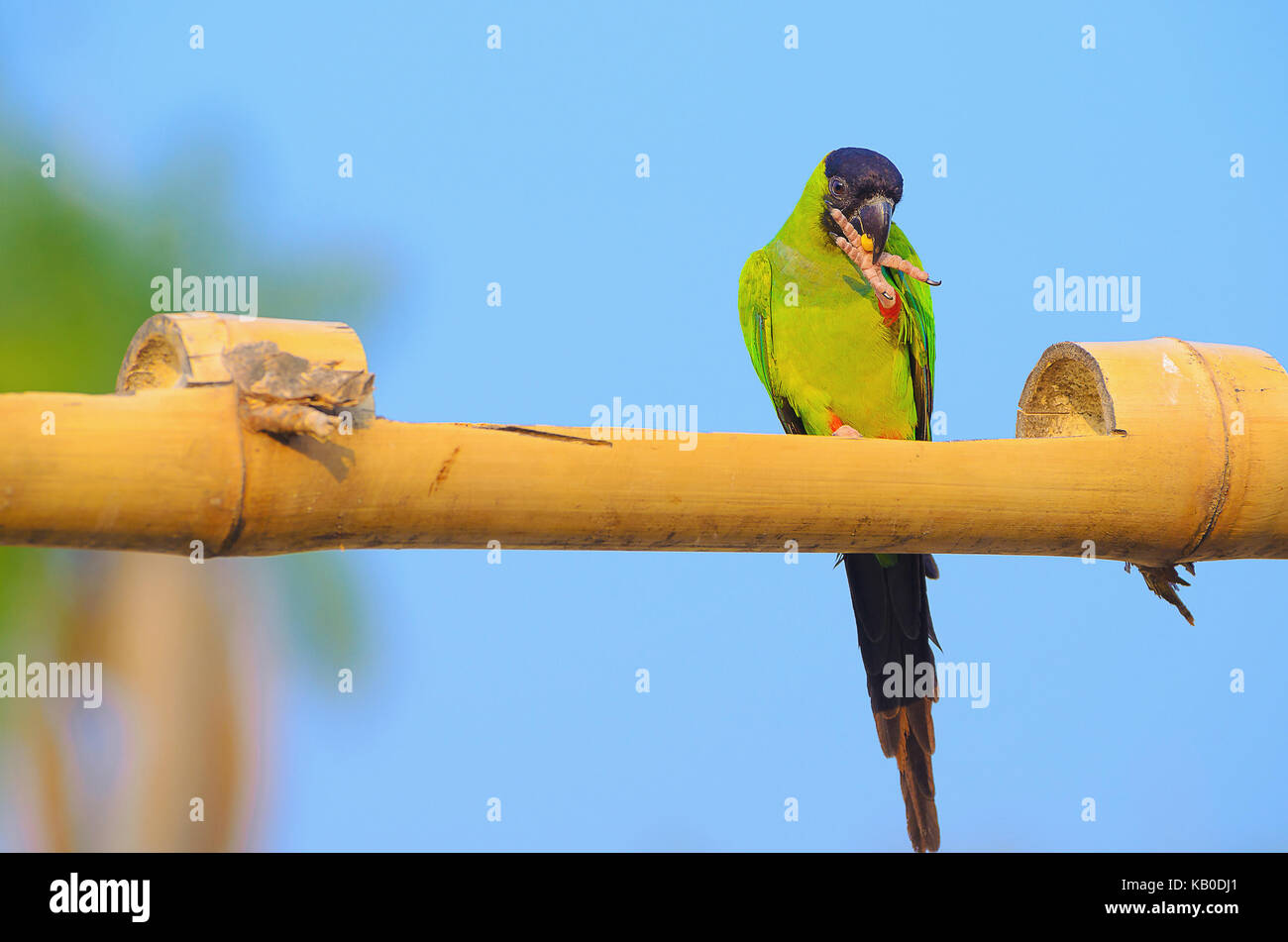 Green parakeet with a black hood on the head and red stripe on legs ...