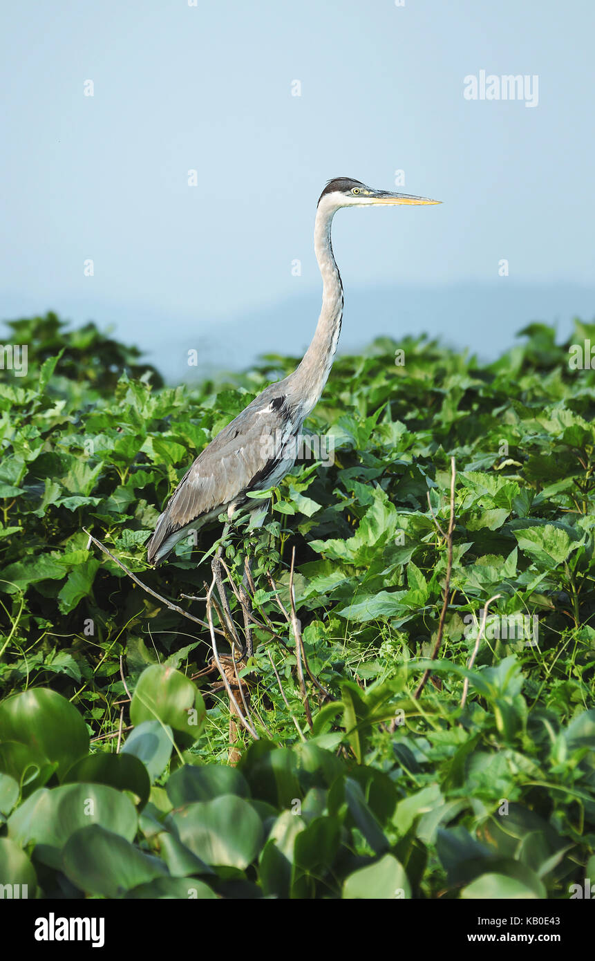 Garca-Moura bird on the top of a tree over the green foliage on ...