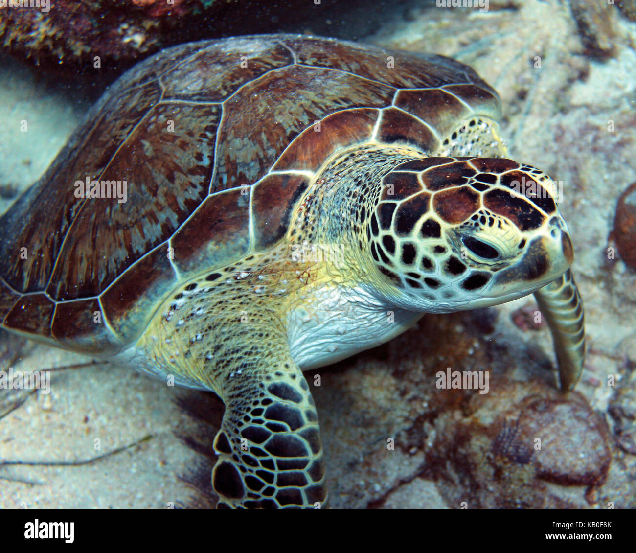 Sea Turtle in Key Largo Stock Photo - Alamy