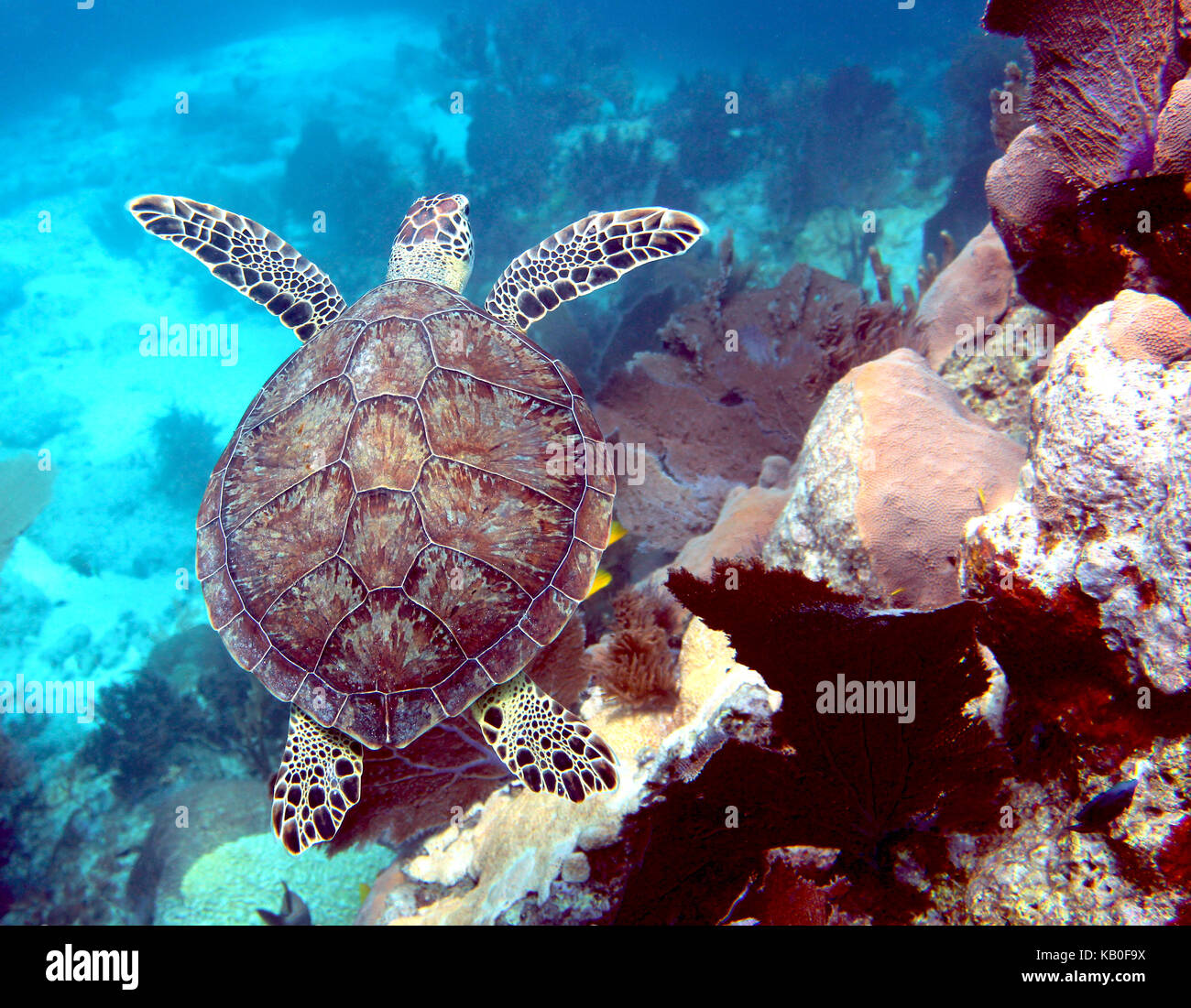 Sea Turtle on Reef Stock Photo - Alamy