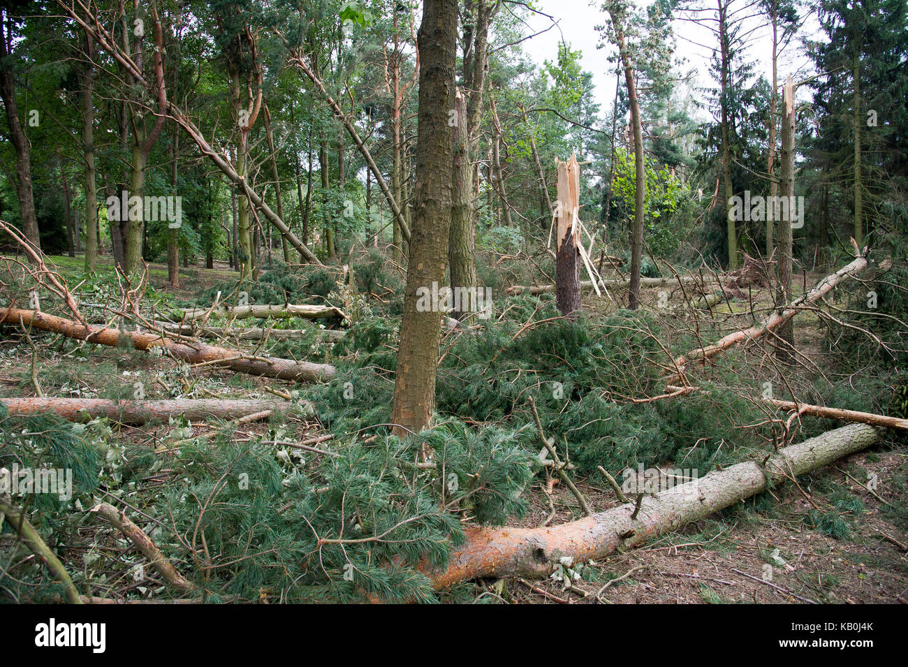 Fallen trees in forest caused by extremely high wind speed during the ...