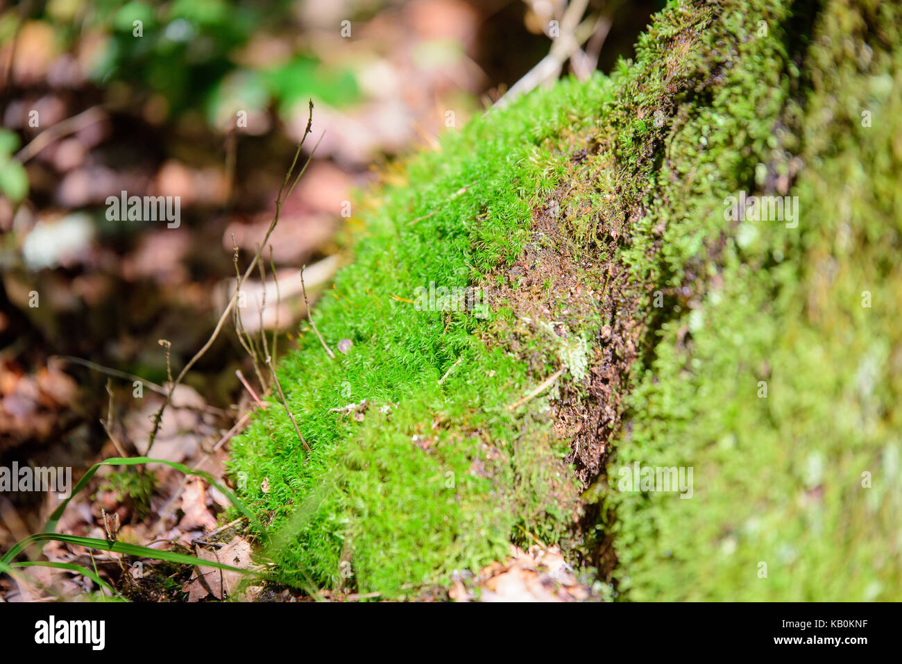 lichen flower in forest Stock Photo - Alamy