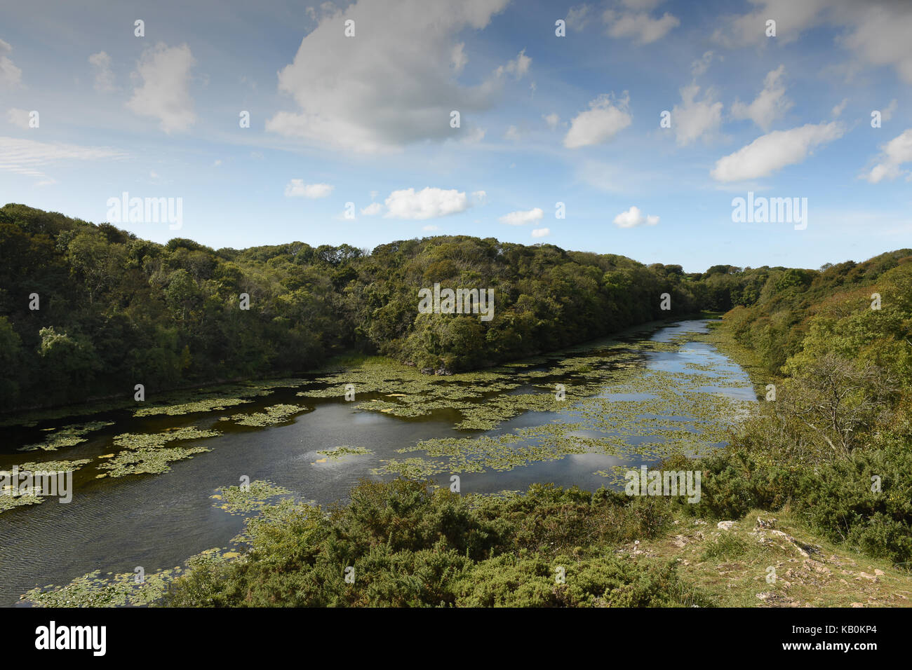 Bosherton Lily Ponds, Stackpole Estate, Pembrokeshire National Park ...
