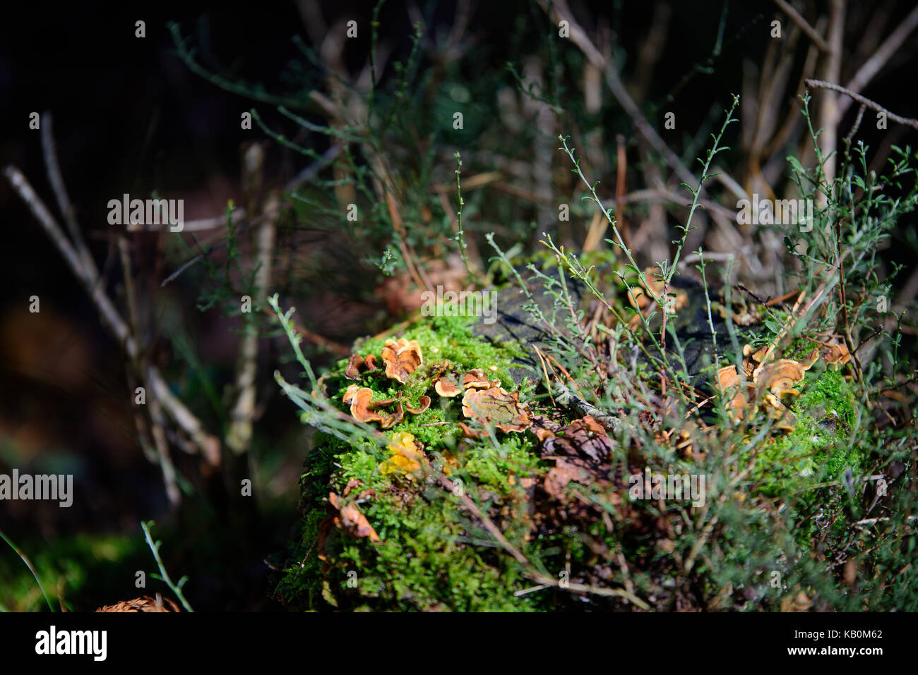 lichen flower in forest Stock Photo - Alamy
