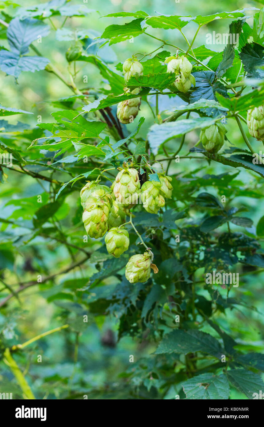 Forest hops. Hop bush growing in the forest. Beer component Stock Photo ...