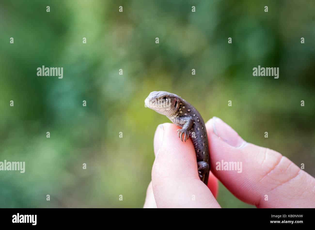 A small forest lizard. Lizard in the hands. The lizard is sandy Stock ...