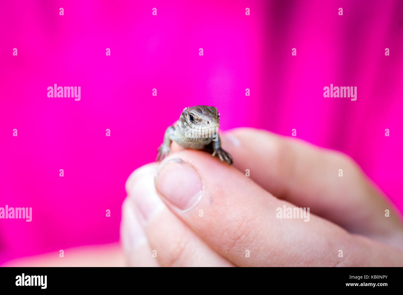 The lizard is sandy. The man is holding a lizard in his hands. Forest ...
