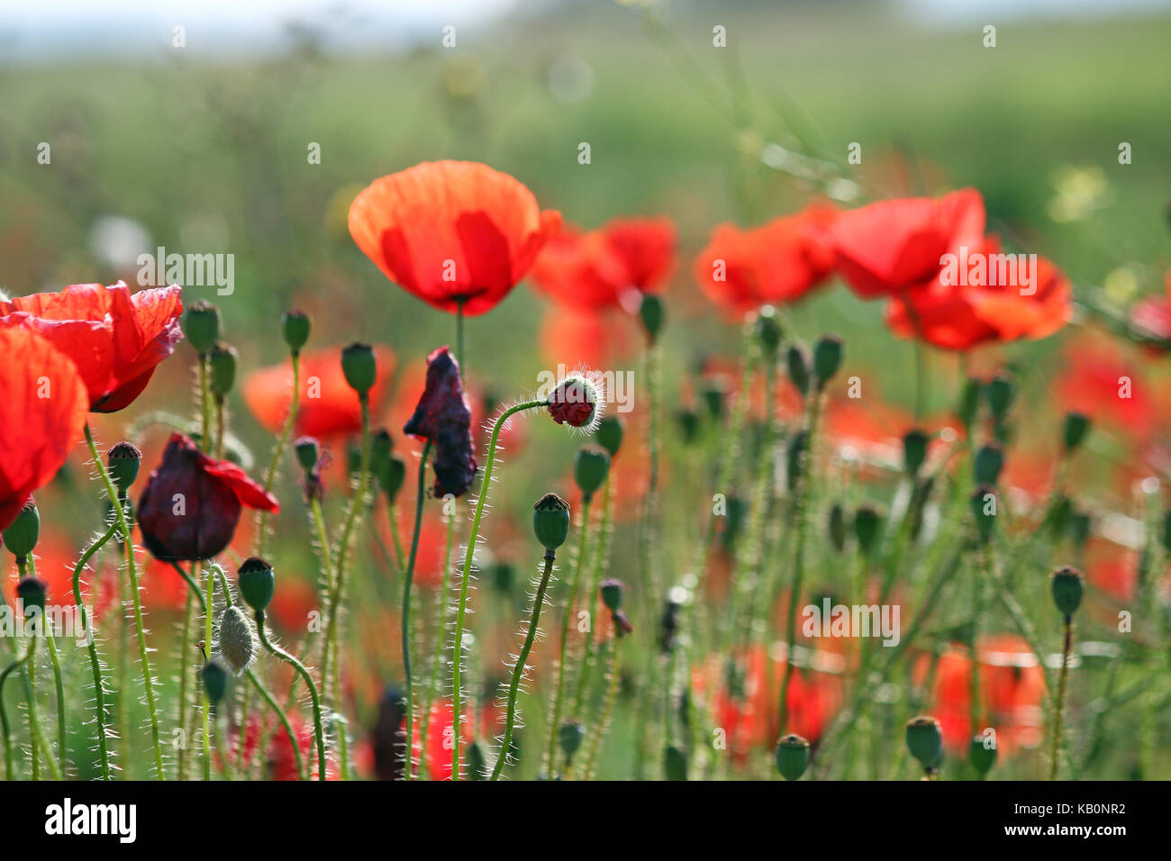 poppies flower field nature background Stock Photo - Alamy