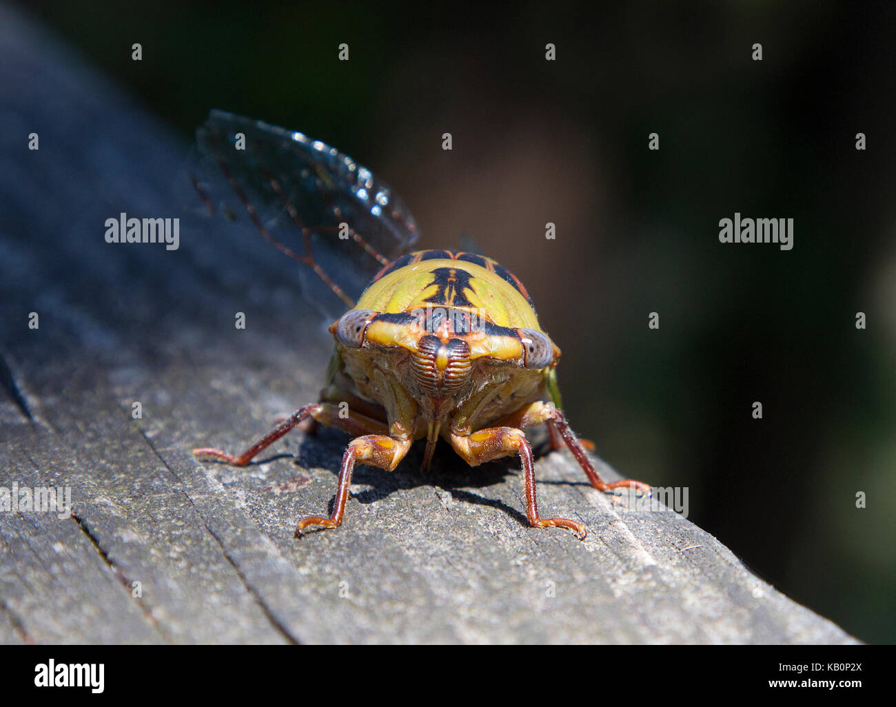 Cicada hi-res stock photography and images - Alamy