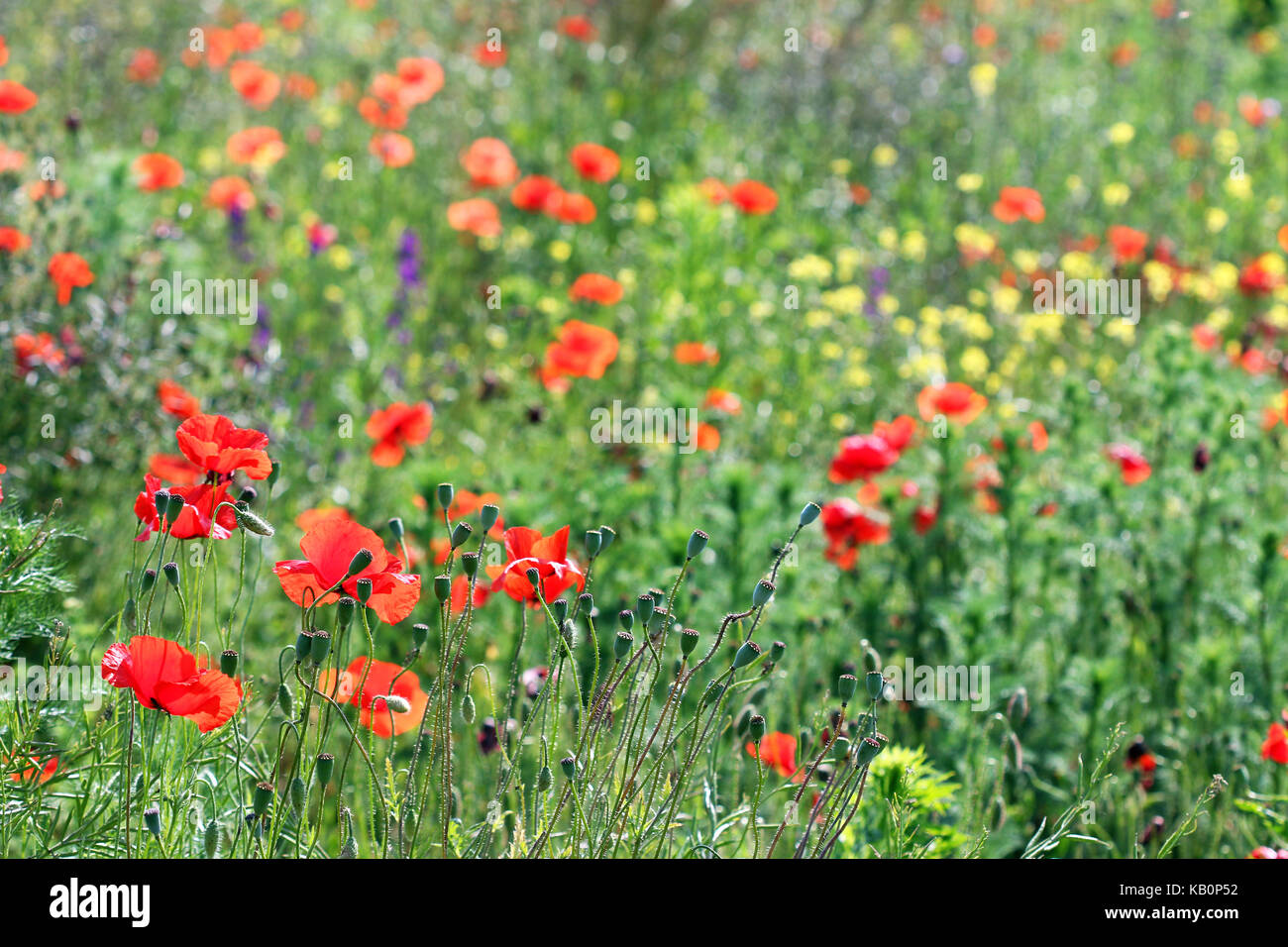poppy flowers meadow summer season Stock Photo - Alamy