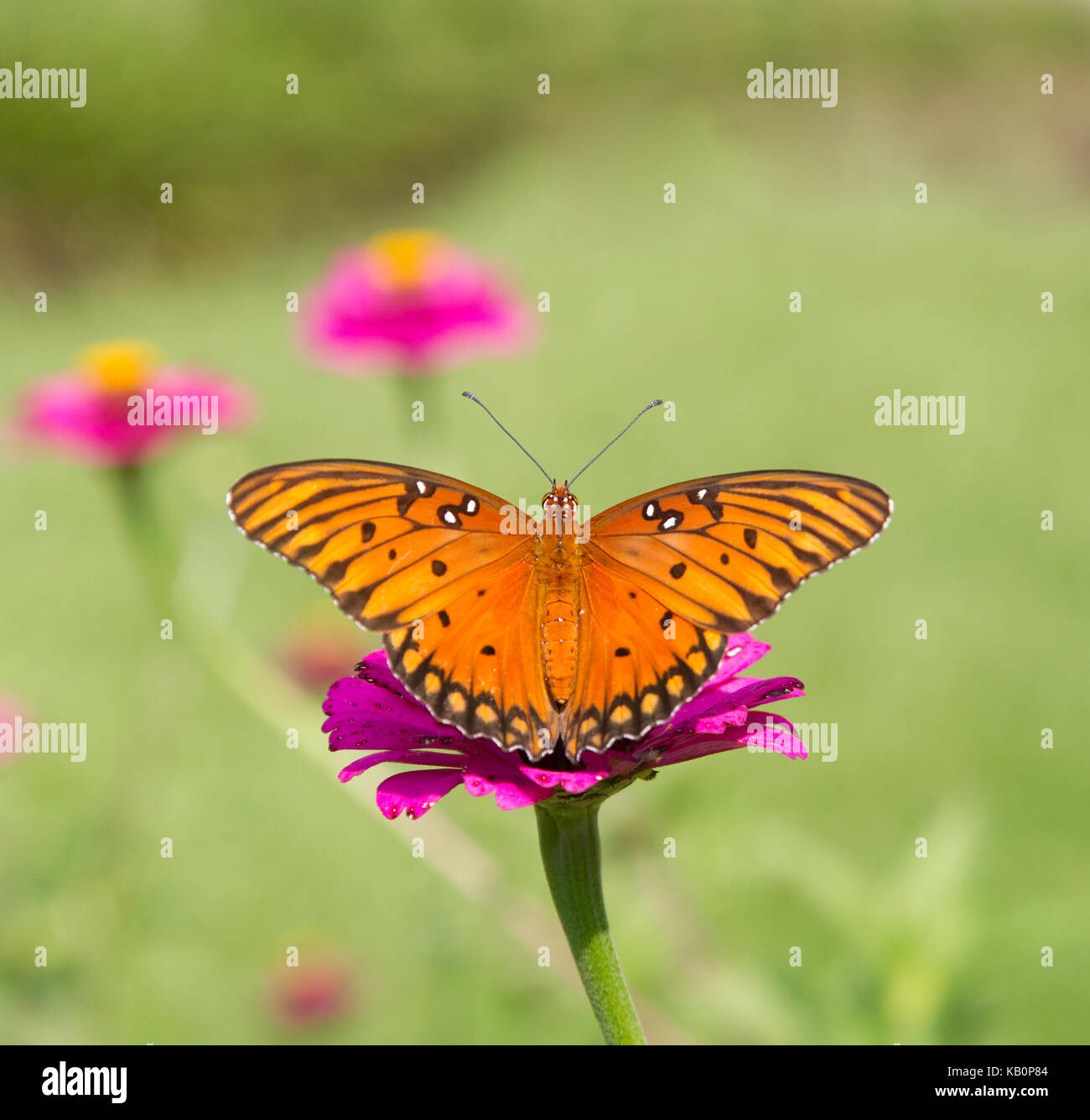 Gulf Fritillary Butterfly on Magenta Flower Stock Photo - Alamy