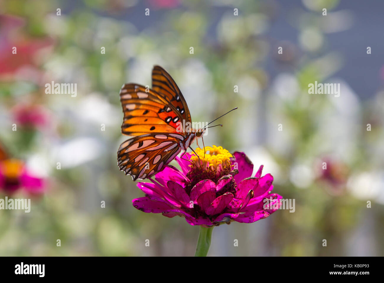 Magenta flower hi-res stock photography and images - Alamy