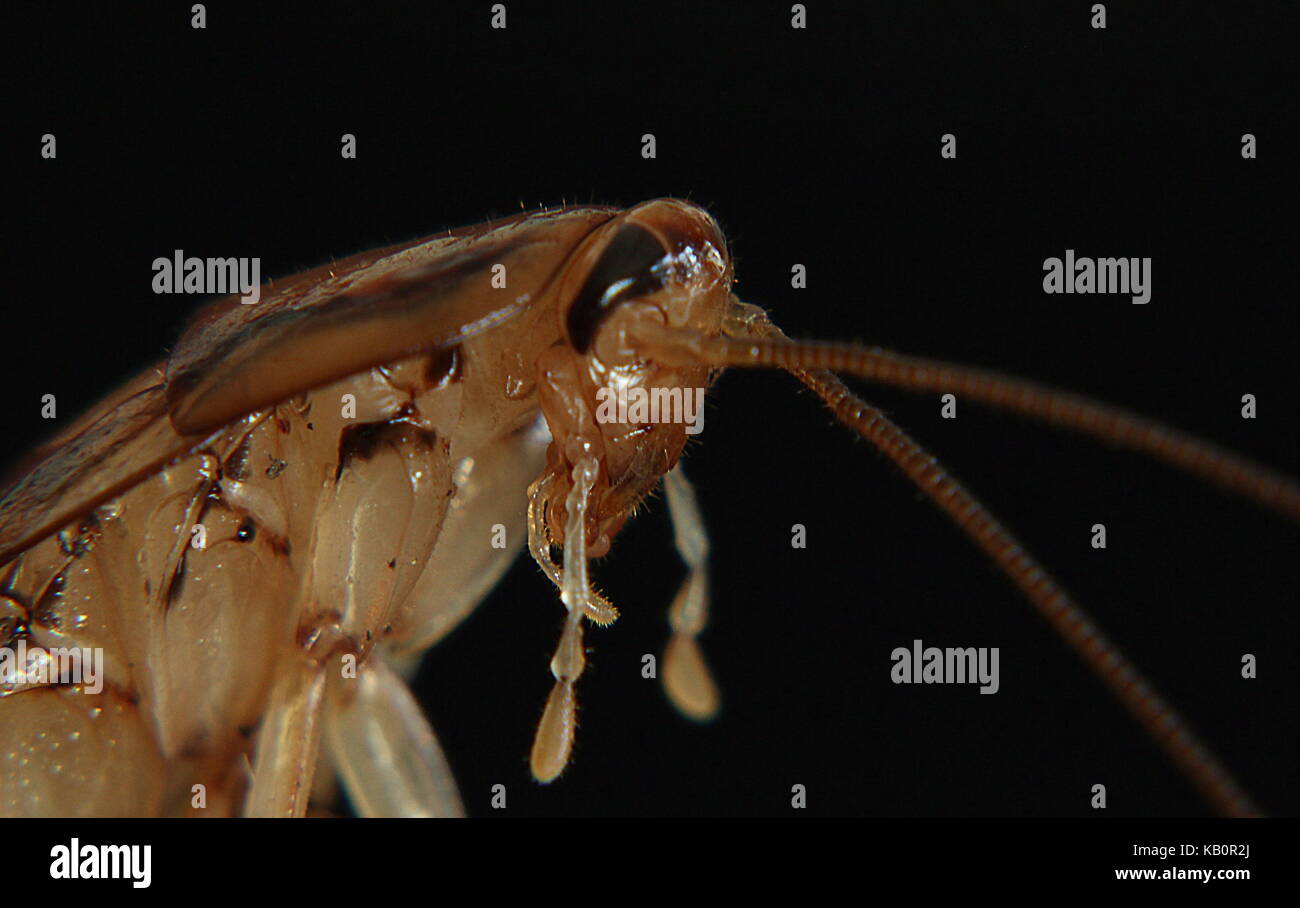 Cockroach and close up hi-res stock photography and images - Alamy