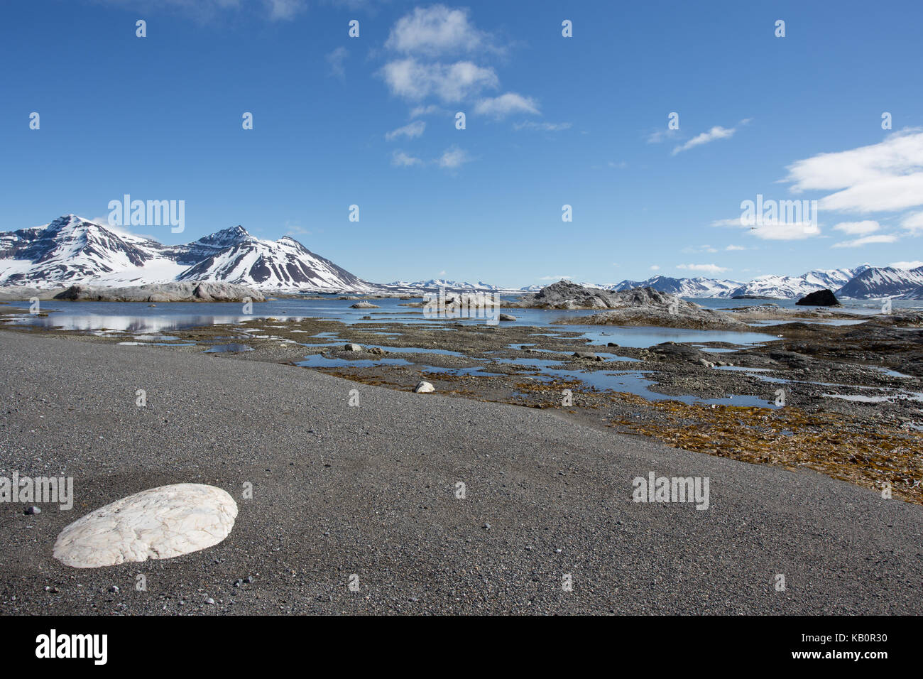 Beach in Svalbard at low tide with mountains in the background Stock ...