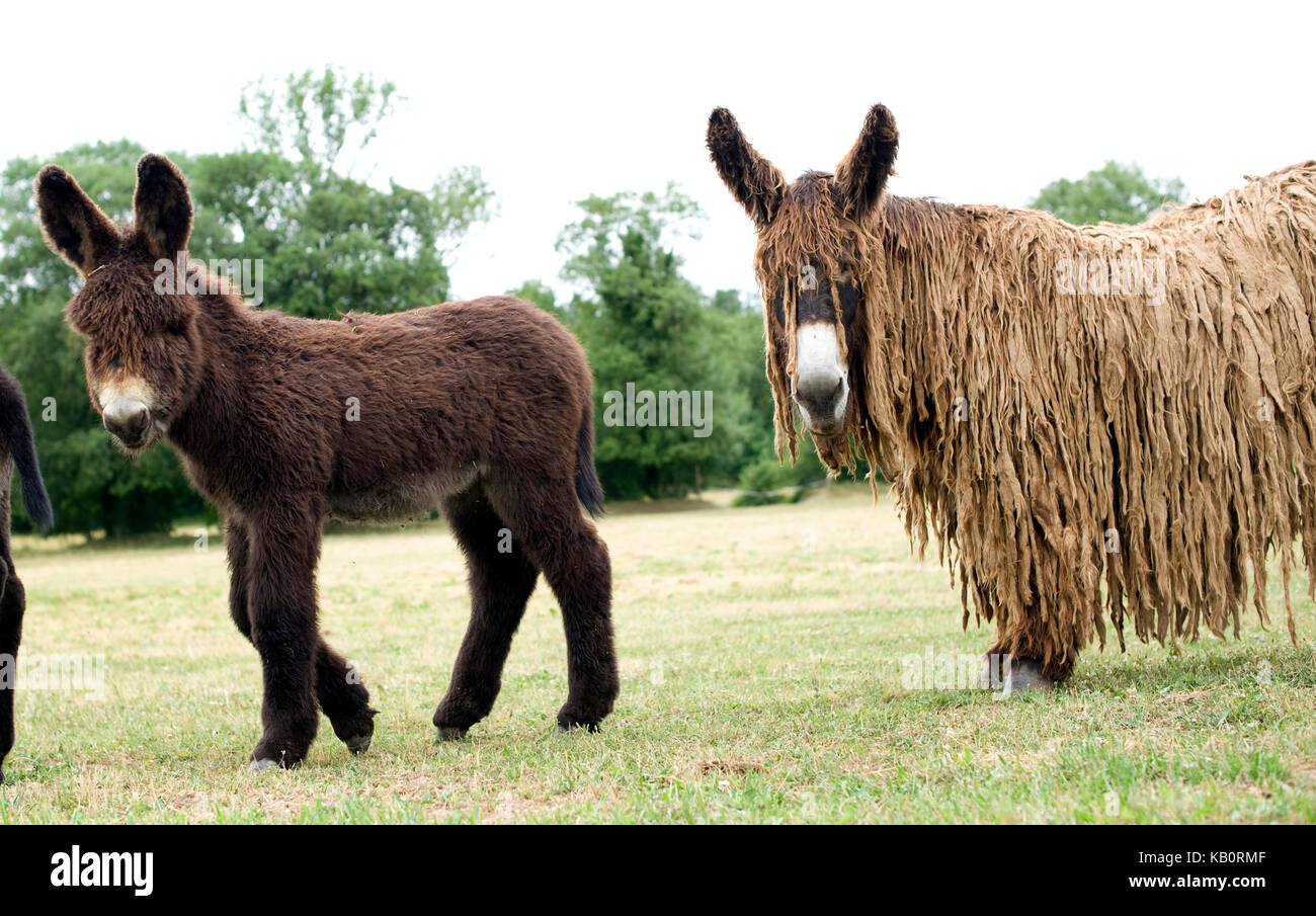 Rare dreadlocked Le Baudet donkeys at a sanctuary in France - picture ...