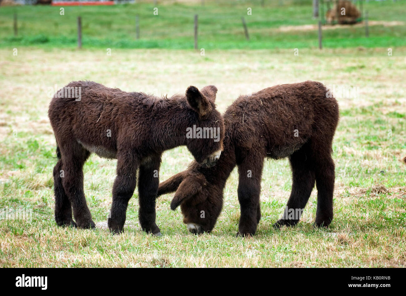 Rare dreadlocked Le Baudet donkeys at a sanctuary in France - picture ...