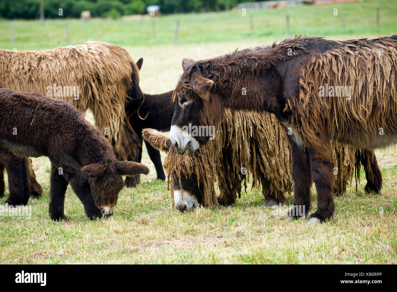 Rare dreadlocked Le Baudet donkeys at a sanctuary in France - picture ...