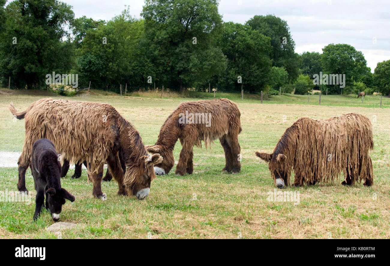 Rare dreadlocked Le Baudet donkeys at a sanctuary in France - picture ...