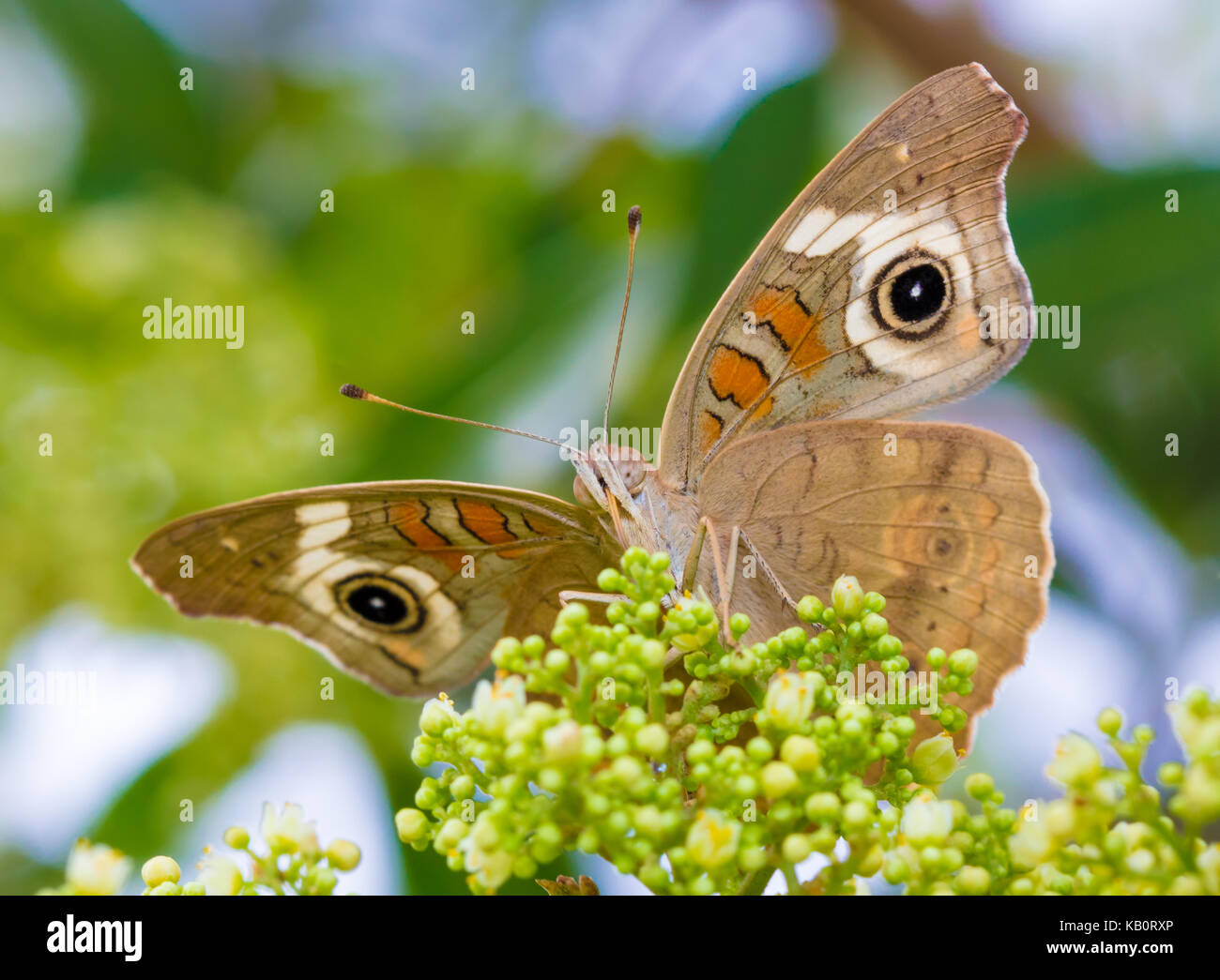 Common buckeye butterfly Stock Photo - Alamy