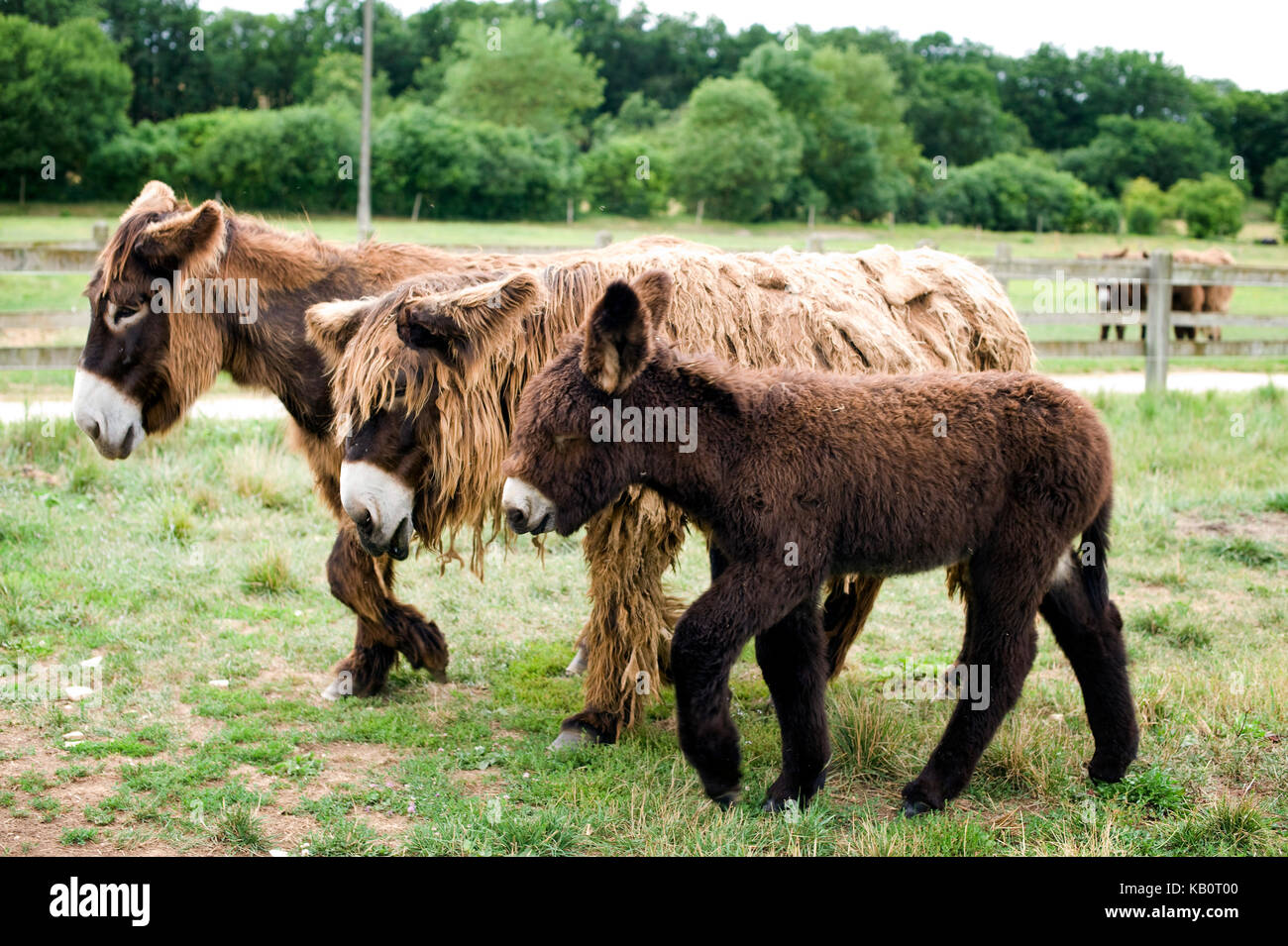 Rare dreadlocked Le Baudet donkeys at a sanctuary in France - picture ...