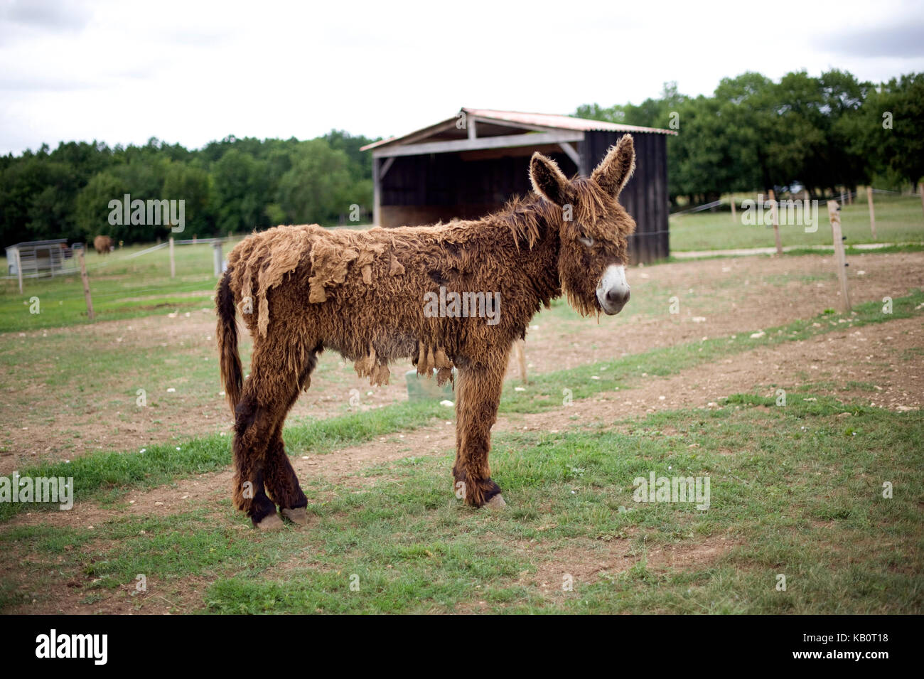 Rare dreadlocked Le Baudet donkeys at a sanctuary in France - picture ...