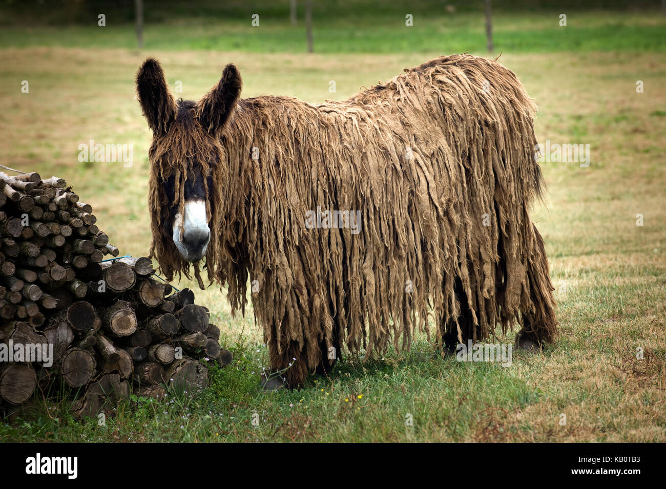 Matted dreadlocks hi-res stock photography and images - Alamy