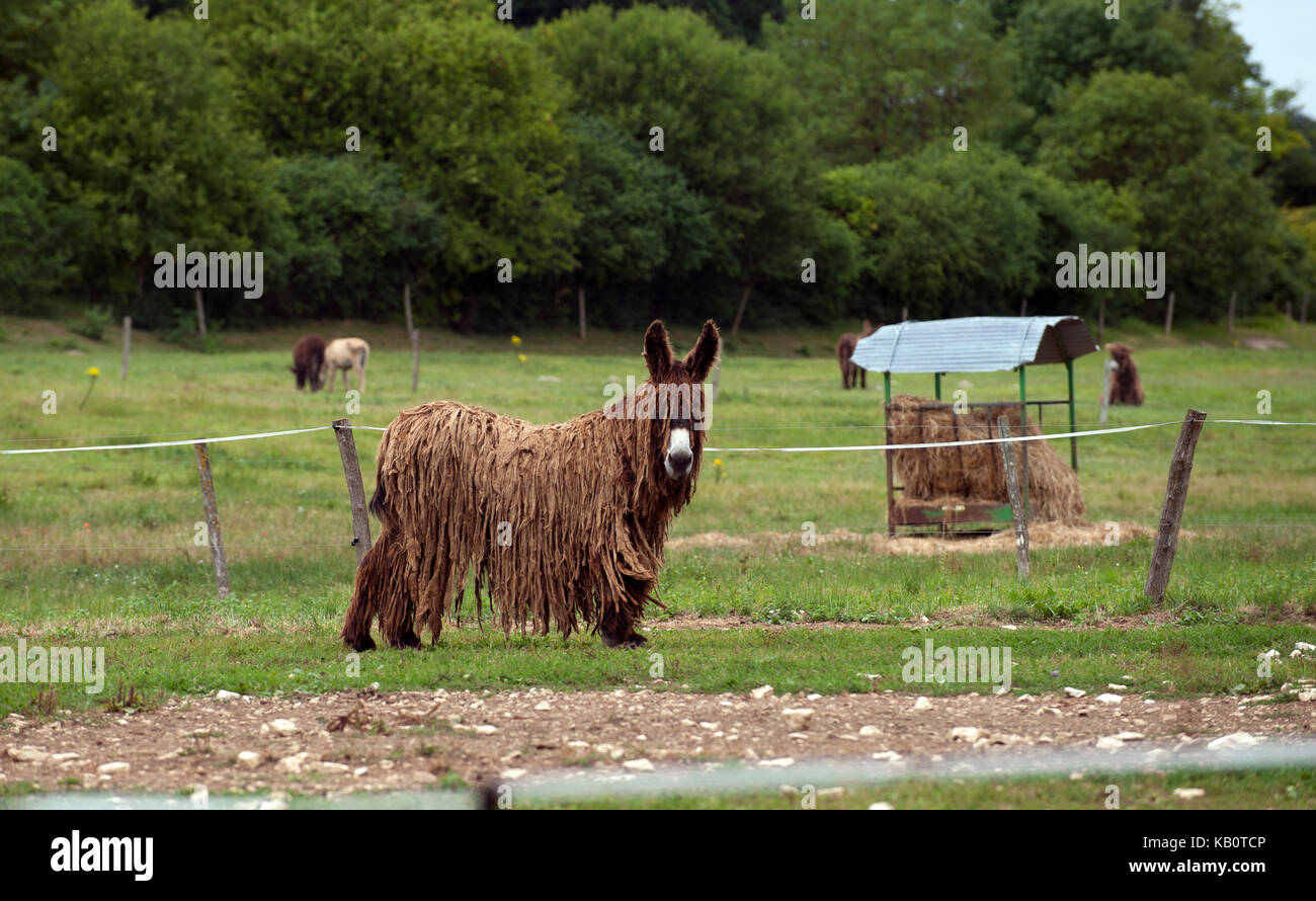 Rare dreadlocked Le Baudet donkeys at a sanctuary in France - picture ...