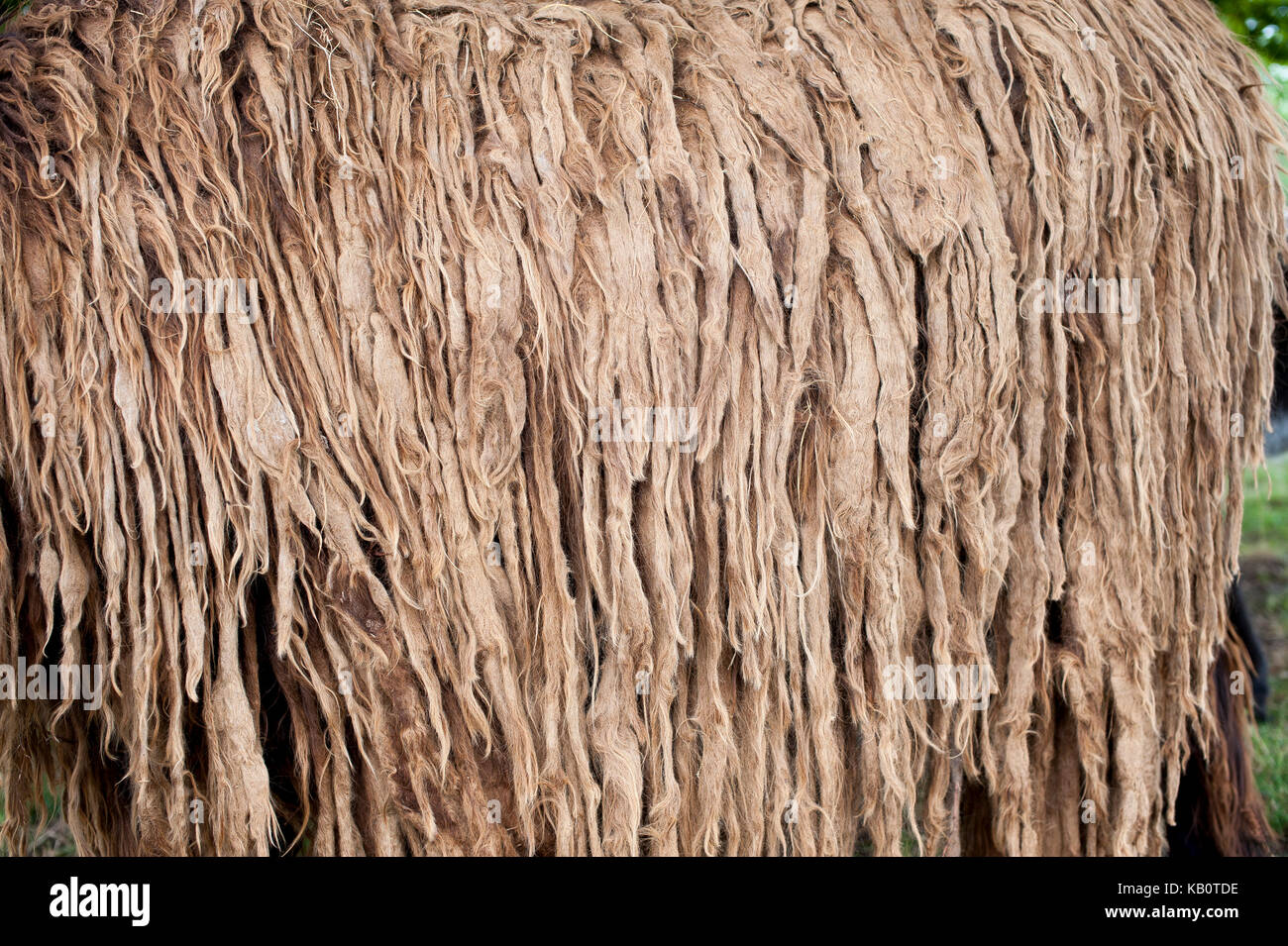 Rare dreadlocked Le Baudet donkeys at a sanctuary in France - picture ...