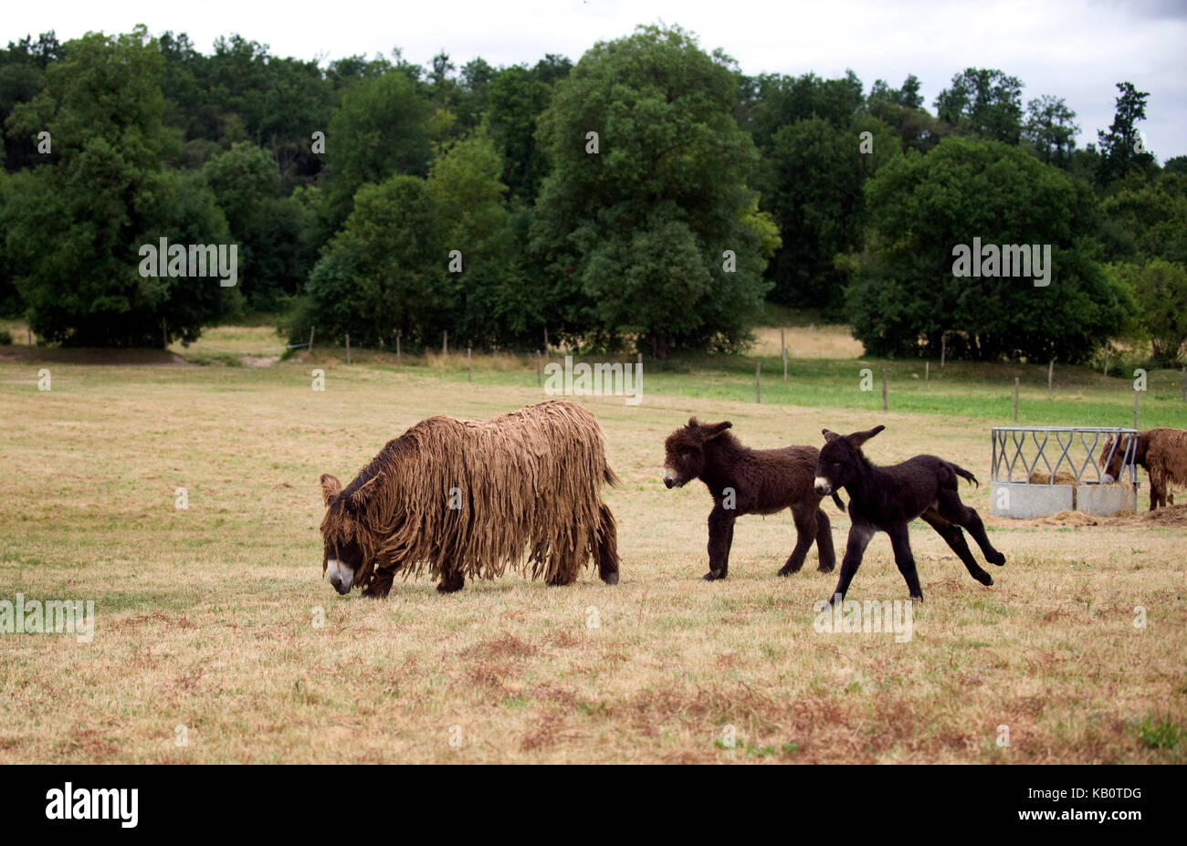 Donkey dreadlocks hi-res stock photography and images - Alamy
