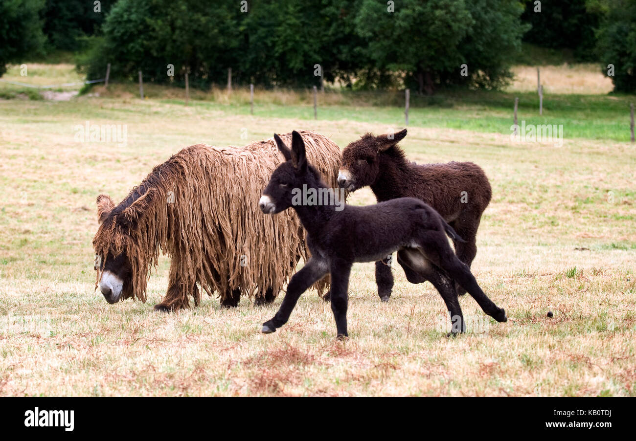 Rare dreadlocked Le Baudet donkeys at a sanctuary in France - picture ...