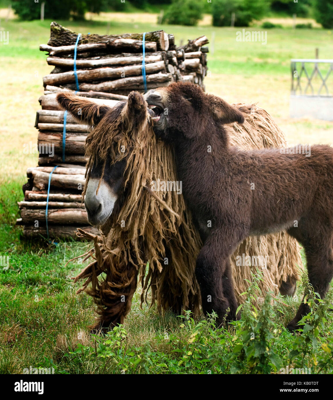 Donkey dreadlocks hi-res stock photography and images - Alamy