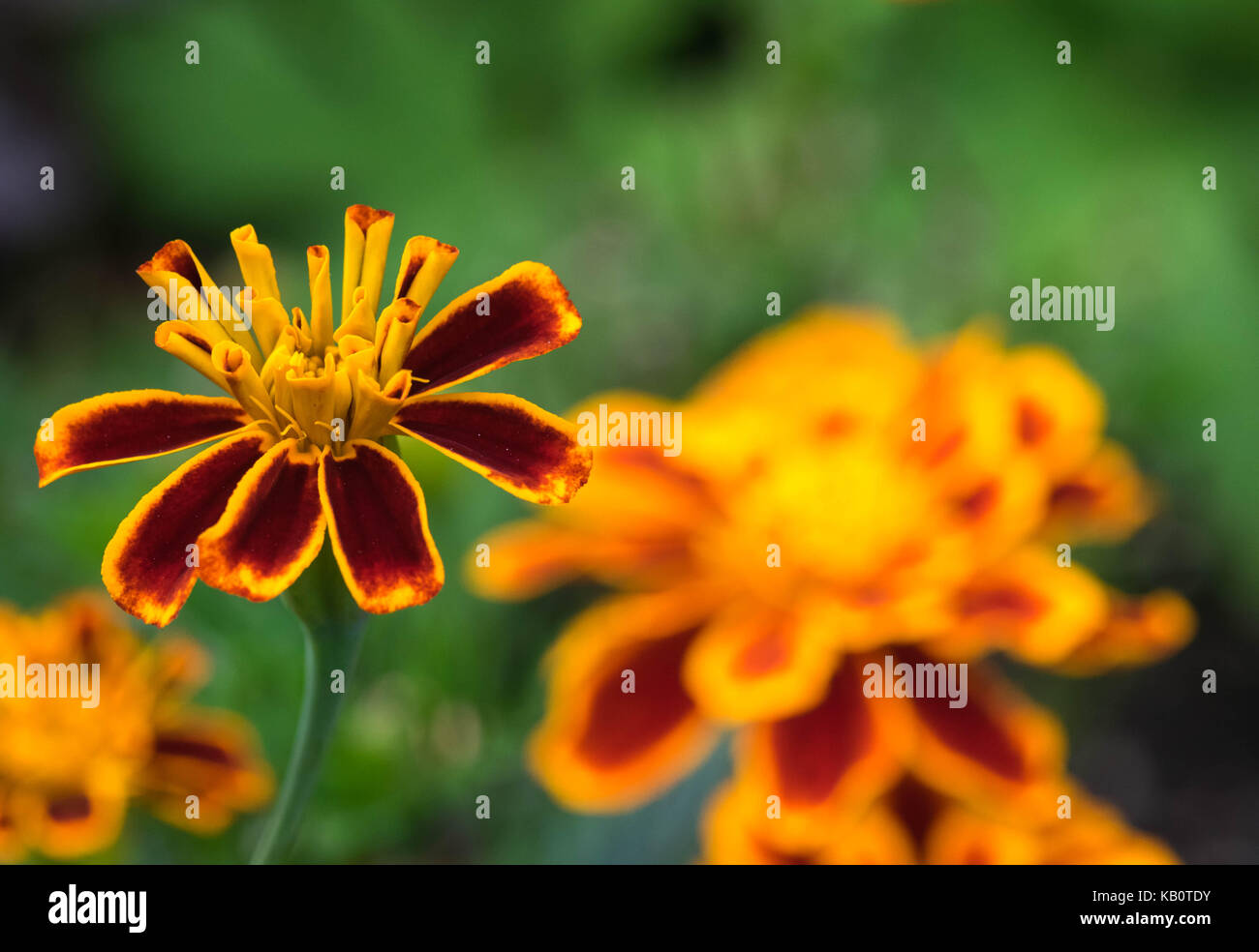 Yellow flower close up Stock Photo - Alamy
