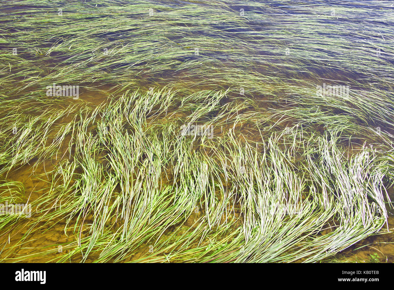 Long river algae spread over, as background Stock Photo - Alamy