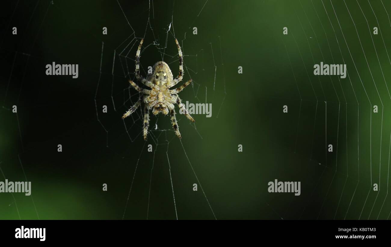 Spider in its web Stock Photo - Alamy