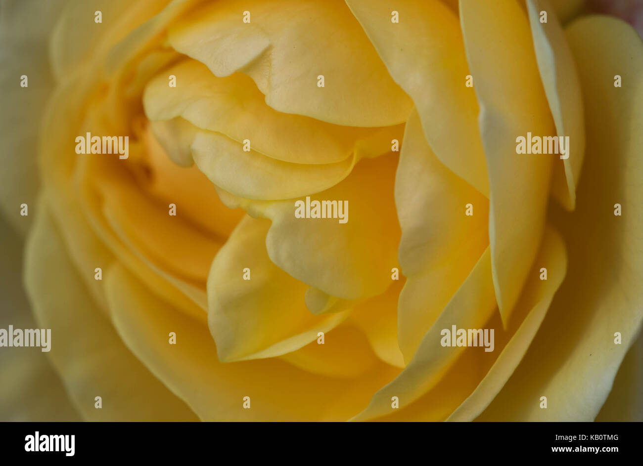 Beautiful yellow rose closeup Stock Photo - Alamy