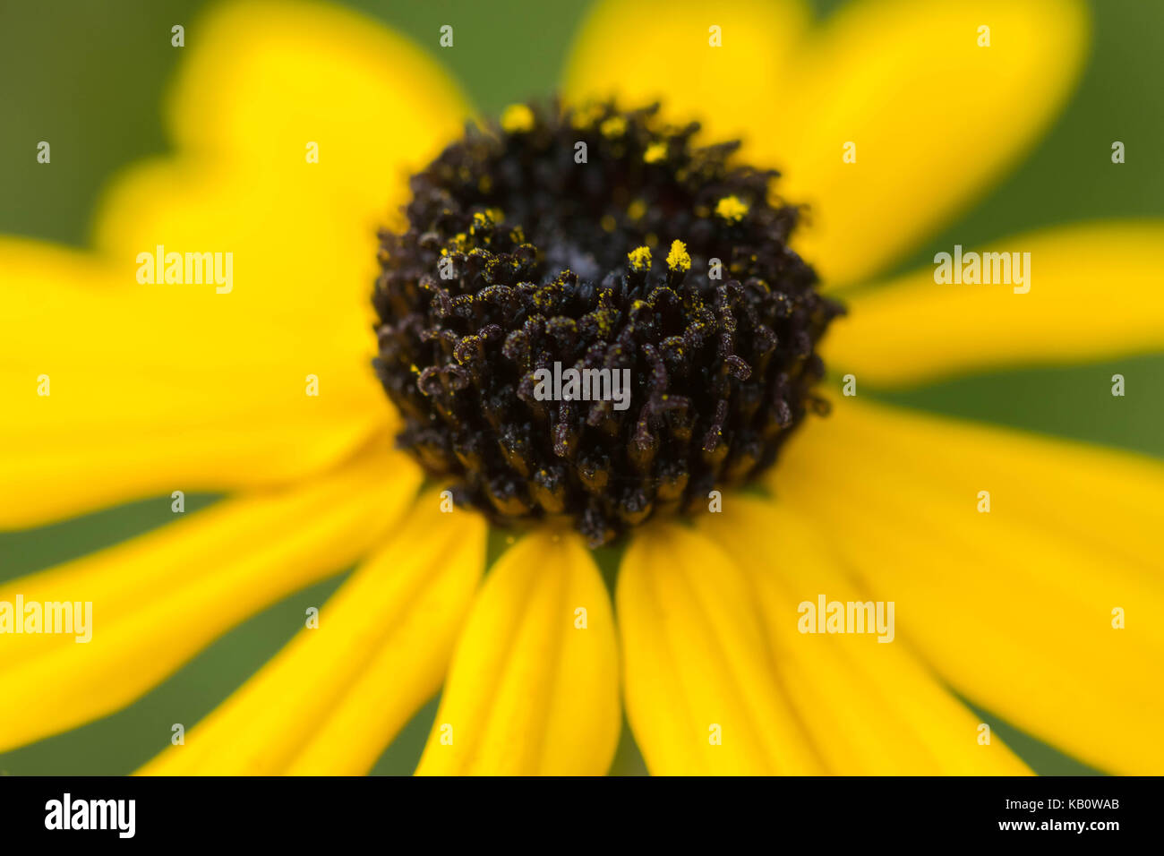Yellow flower close up Stock Photo - Alamy