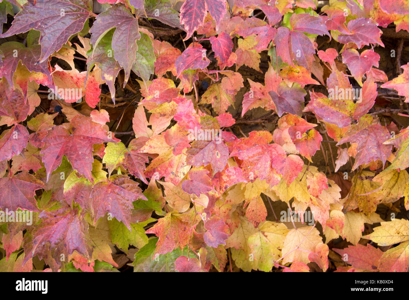 Red and yellow ivy climbing on a wall for use as a background Stock ...