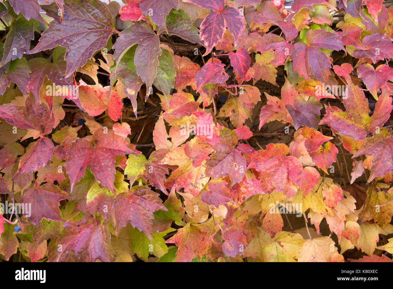 Red and yellow ivy climbing on a wall for use as a background Stock ...