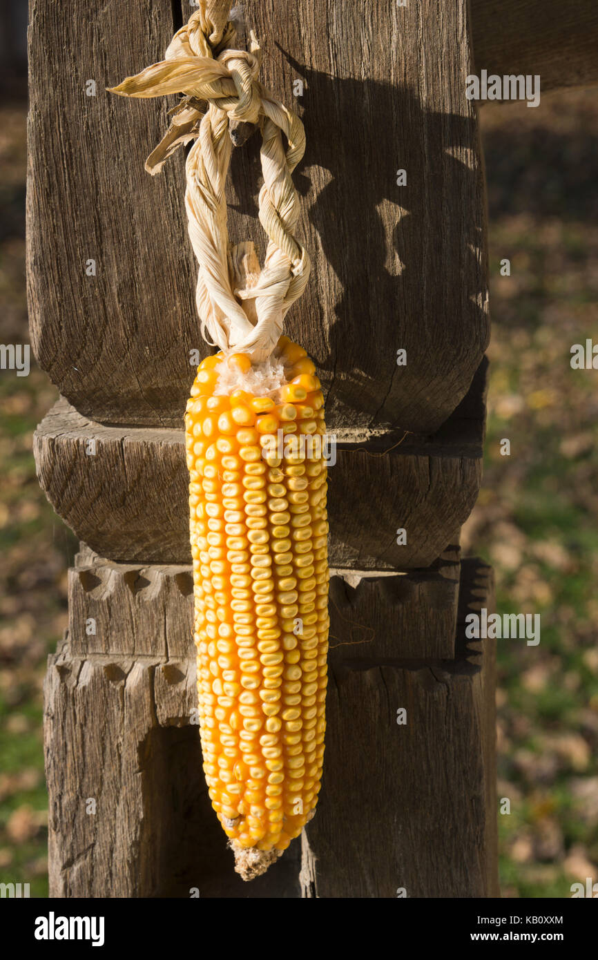 Corn decoration in Hungary Stock Photo - Alamy