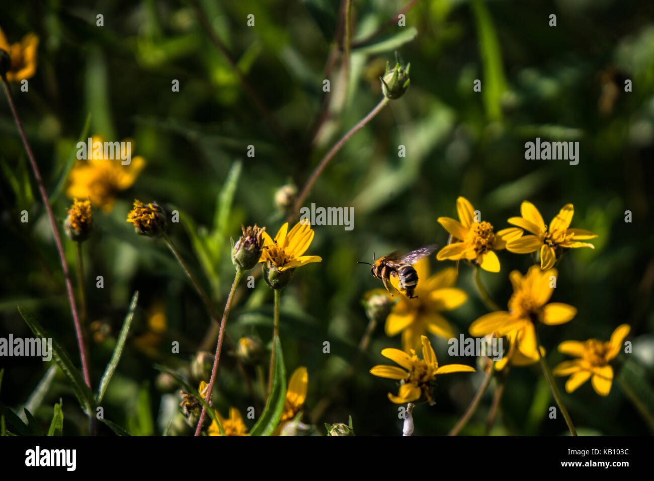 Detailbee hi-res stock photography and images - Alamy