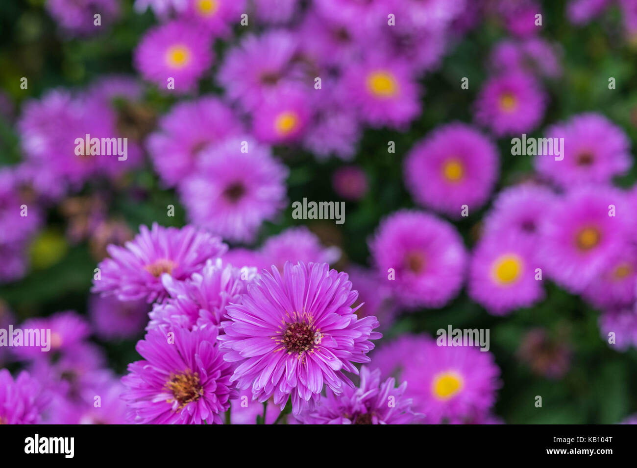 Purple Cutter flowers field Stock Photo - Alamy