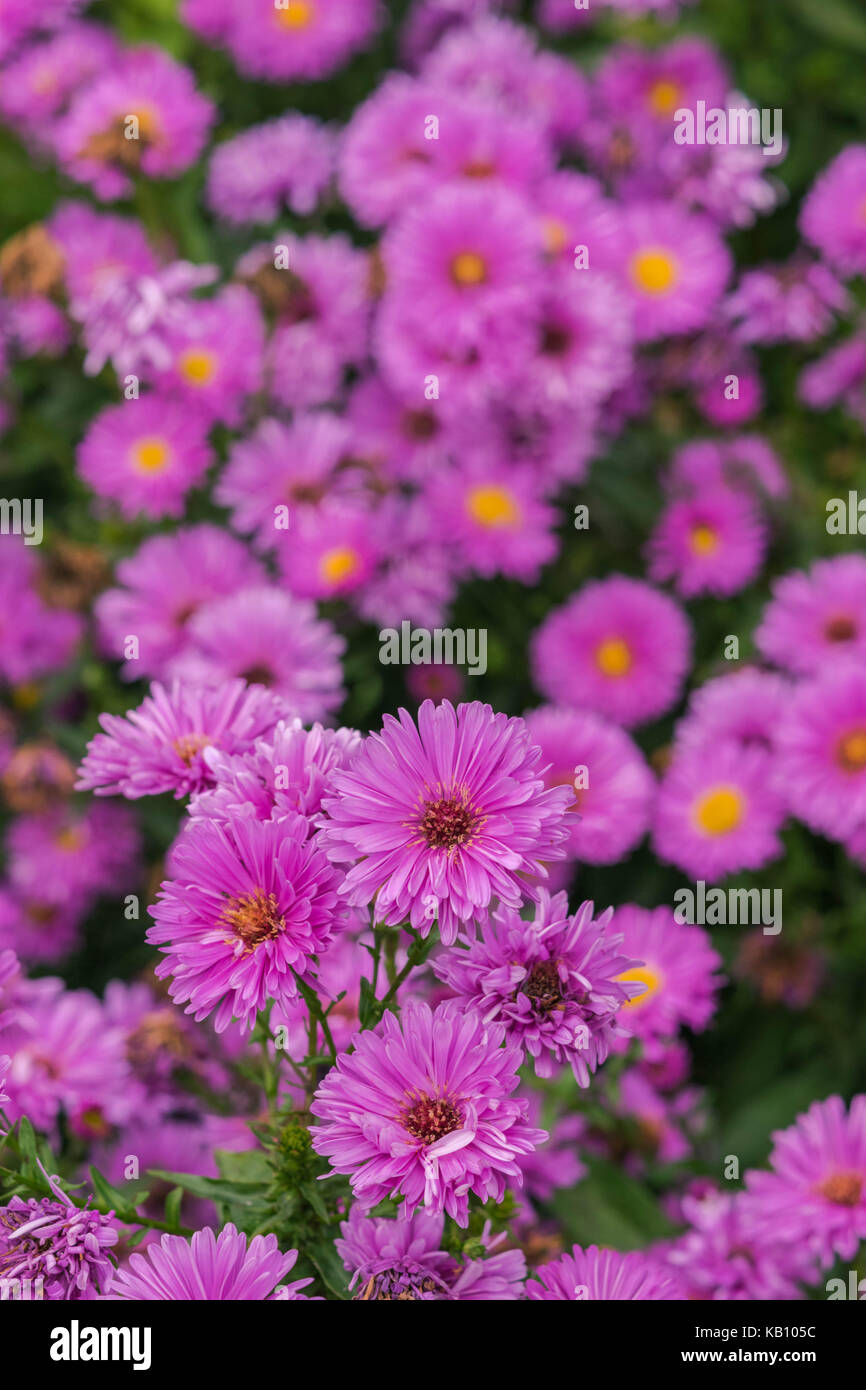 Purple Cutter flowers field Stock Photo - Alamy