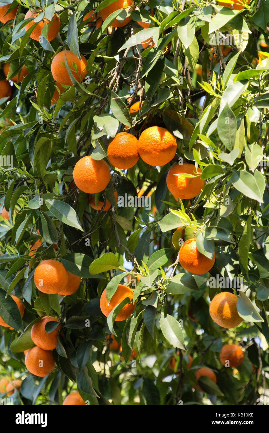 Oranges Spain High Resolution Stock Photography and Images - Alamy
